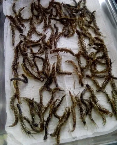 20 Cien Pies Insectos Comestibles – gourmet.viesca